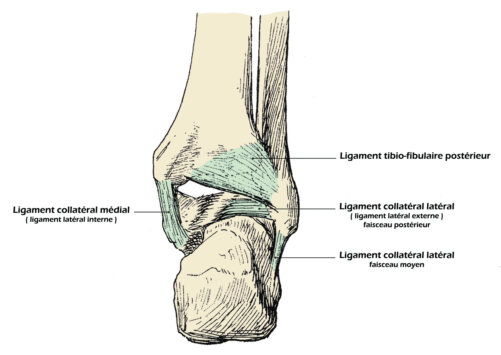 Démo strapping de la cheville - Formations Geoffroy